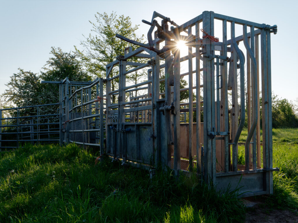 Galvanised,Steel,Cattle,Crush,In,A,Field - Steel Supplies